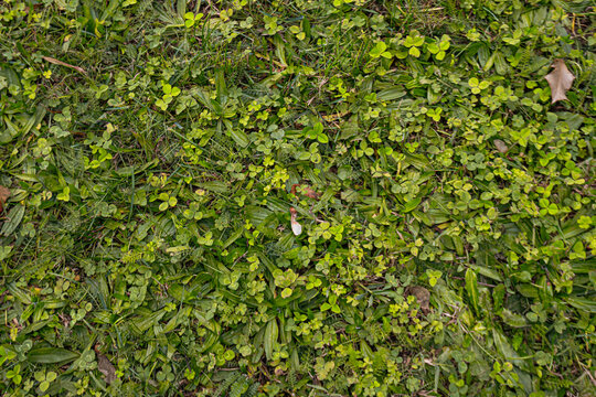 "Meadow Texture" Images – Browse 90 Stock Photos, Vectors, and Video ...