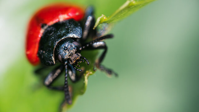 Chrysomela Images – Browse 663 Stock Photos, Vectors, and Video | Adobe ...