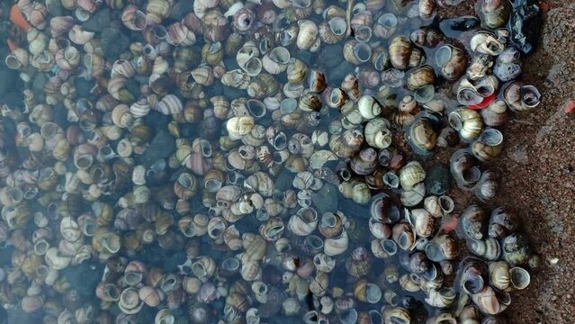 "River Snail" Images – Browse 1,214 Stock Photos, Vectors, and Video ...