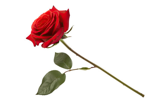 Long Stem Red Rose Images – Browse 2,364 Stock Photos, Vectors, and ...