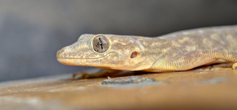 "House Lizard" Images – Browse 1,072 Stock Photos, Vectors, and Video ...