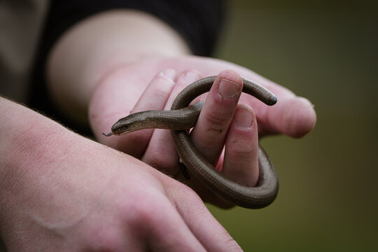 Blind-Worm Images – Browse 2,443 Stock Photos, Vectors, and Video ...