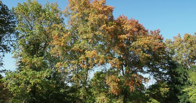 Zierbaum Imagens – Procure 1,703 fotos, vetores e vídeos | Adobe Stock