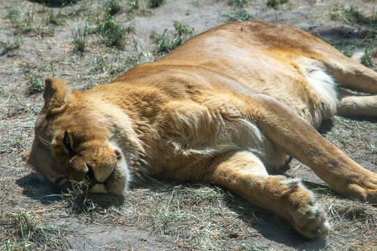 Lowen-Bilder: Stock-Fotos & -Videos. | Adobe Stock