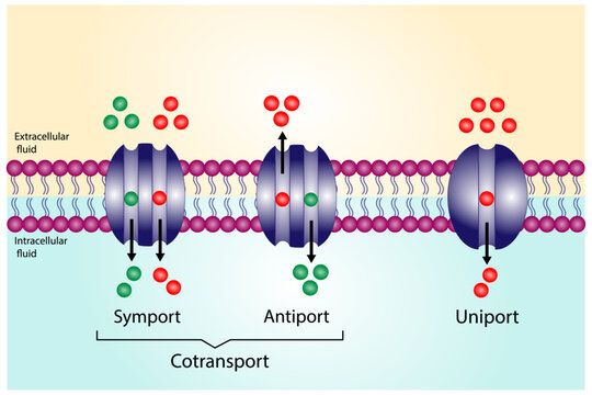 Uniport Images – Browse 20 Stock Photos, Vectors, and Video | Adobe Stock