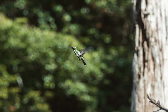 "En Vol" Imagens – Procure 4,335 fotos, vetores e vídeos | Adobe Stock