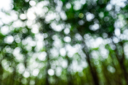 Blurry Trees Background Images – Browse 189,978 Stock Photos, Vectors ...