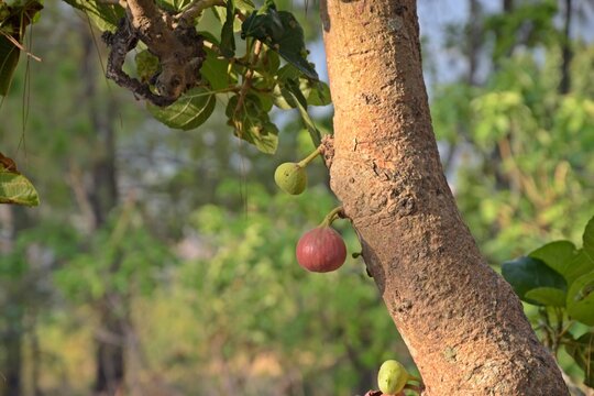 "Ficus Racemosa" Images – Browse 605 Stock Photos, Vectors, and Video ...