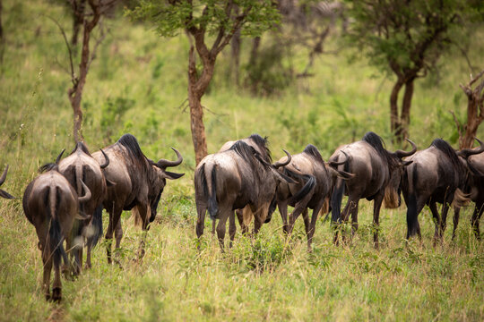 「Gnu-Herde」の写真素材 | 1,876件の無料イラスト画像 | Adobe Stock 「Gnu-Herde」の写真素材 | 1,876件の無料イラスト画像 | Adobe Stock