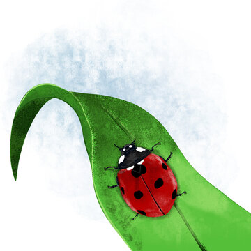 "Walking Ladybug" Images – Browse 7 Stock Photos, Vectors, and Video ...
