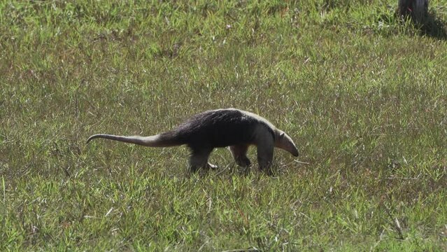 "Lesser Anteater" Bilder – Durchsuchen 996 Archivfotos, Vektorgrafiken ...