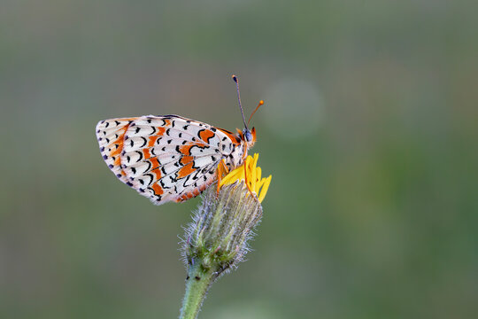 「Iparhan」の写真素材 | 86件の無料イラスト画像 | Adobe Stock