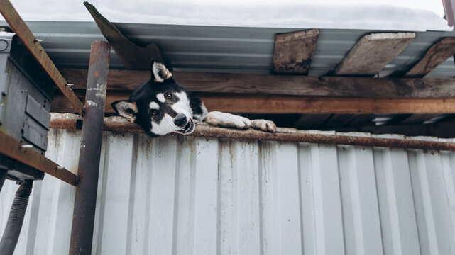 "Beware Of Dog" Images – Browse 1,107 Stock Photos, Vectors, and Video ...