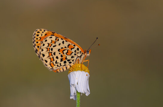 「Iparhan」の写真素材 | 86件の無料イラスト画像 | Adobe Stock