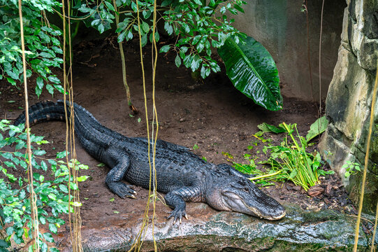 "Cuban Crocodile" Images – Browse 489 Stock Photos, Vectors, and Video ...