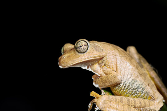 รูปภาพFaber – เลือกดูภาพถ่ายสต็อก เวกเตอร์ และวิดีโอ768 | Adobe Stock