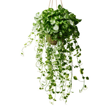 Plant No Background Images – Browse 67,368 Stock Photos, Vectors, and ...