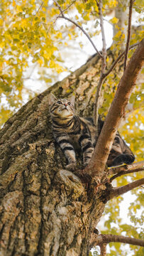 Tcat Images – Browse 5 Stock Photos, Vectors, and Video | Adobe Stock