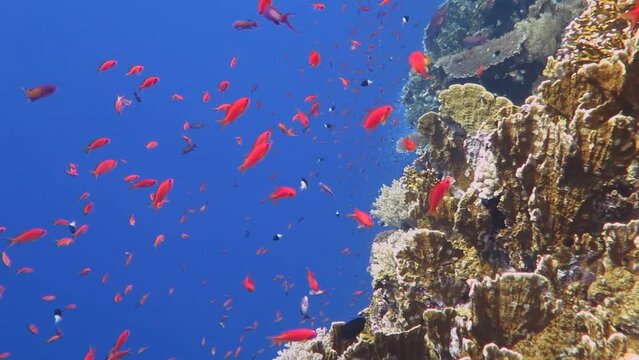 "Red Sea" Images – Browse 164,997 Stock Photos, Vectors, and Video ...