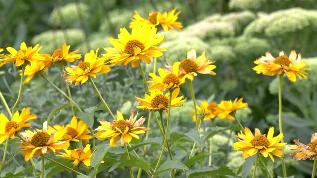"False Sunflower" Images – Browse 1,057 Stock Photos, Vectors, and ...