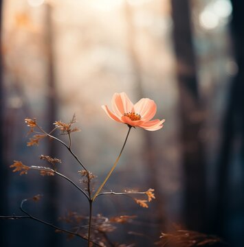 "Lone Flower"-Bilder: Stock-Fotos & -Videos. | Adobe Stock