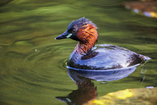 "Podiceps Ruficollis" Images – Browse 12,826 Stock Photos, Vectors, and ...