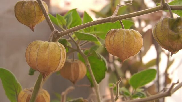 Aguaymanto Images – Browse 26,234 Stock Photos, Vectors, and Video ...