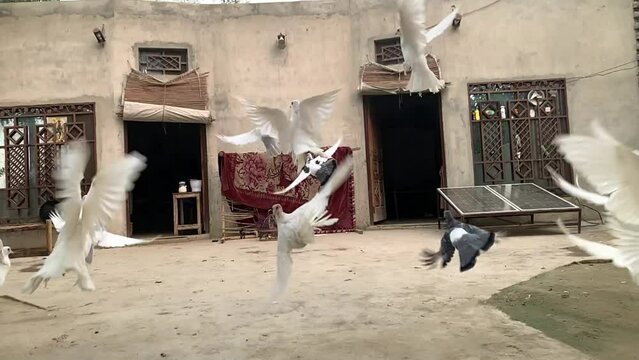 "Flying Pigeon" Images – Browse 3,748 Stock Photos, Vectors, and Video ...