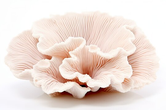 "Plate Coral" Images – Browse 268 Stock Photos, Vectors, and Video ...