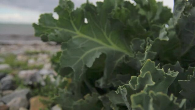 "Beach Cabbage" Images – Browse 492 Stock Photos, Vectors, and Video ...