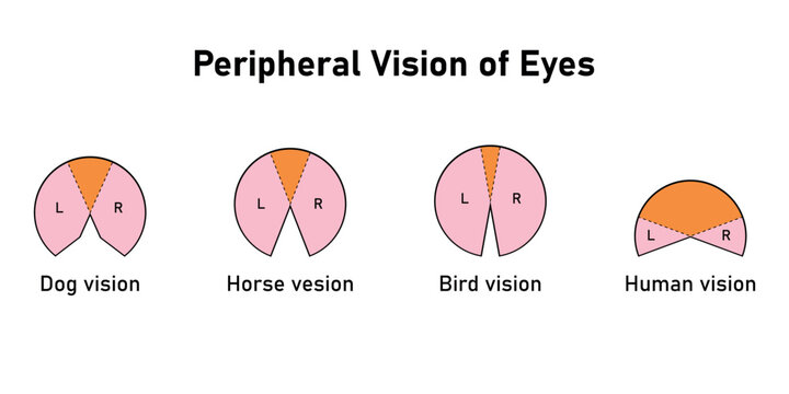 "Binocular Vision" Images – Browse 1,232 Stock Photos, Vectors, and ...