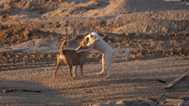 "Dog Fight" Images – Browse 4,055 Stock Photos, Vectors, and Video ...