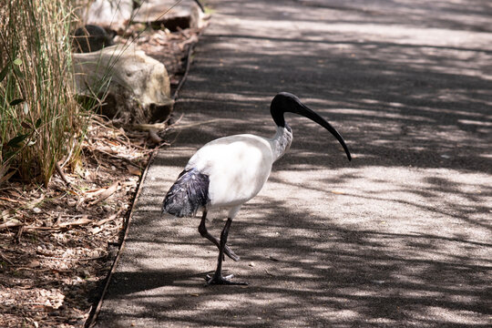 Featherless Images – Browse 622 Stock Photos, Vectors, and Video ...