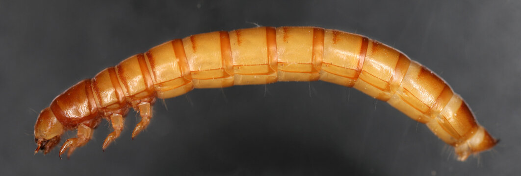 รูปภาพ"Larva – เลือกดูภาพถ่ายสต็อก เวกเตอร์ และวิดีโอ162,189 | Adobe Stock