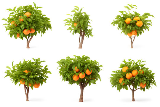"Orange - Fruit" Images – Parcourir 7,531 le catalogue de photos ...
