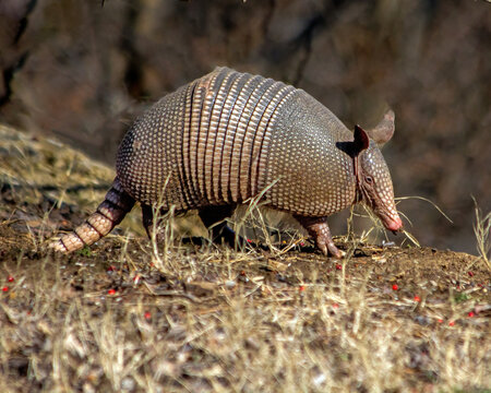 "Nine-Banded Armadillo" Images – Browse 4,094 Stock Photos, Vectors ...