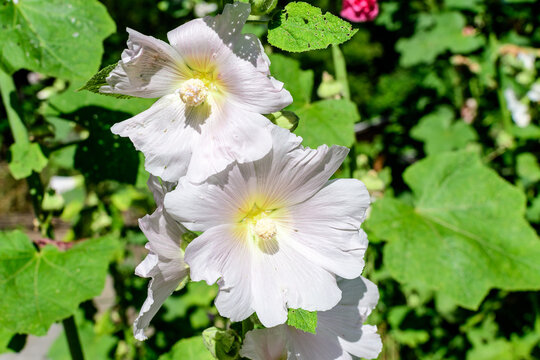 Althaea Officinalis Images – Browse 2,314 Stock Photos, Vectors, and ... Althaea Officinalis Images – Browse 2,314 Stock Photos, Vectors, and ...