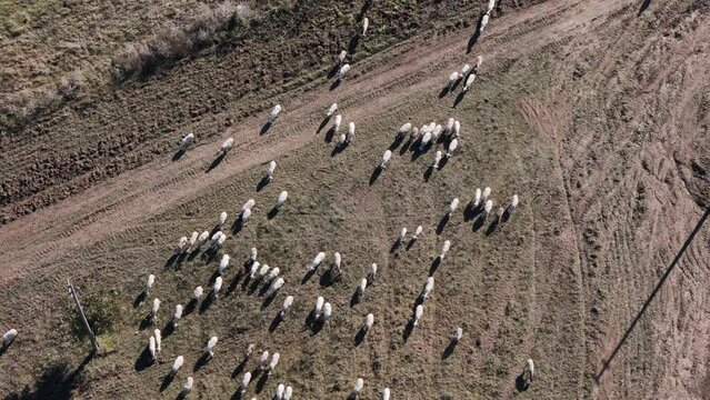"Mutton Curry" Images – Browse 1,415 Stock Photos, Vectors, and Video | Adobe Stock