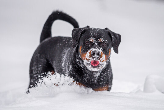 Rottweiler In Snow Images – Browse 1,724 Stock Photos, Vectors, and ...