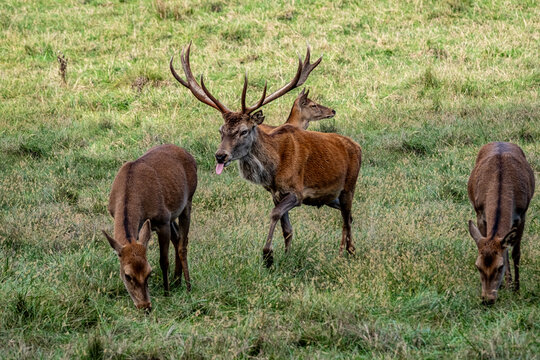 Cervi Images – Browse 905 Stock Photos, Vectors, and Video | Adobe Stock