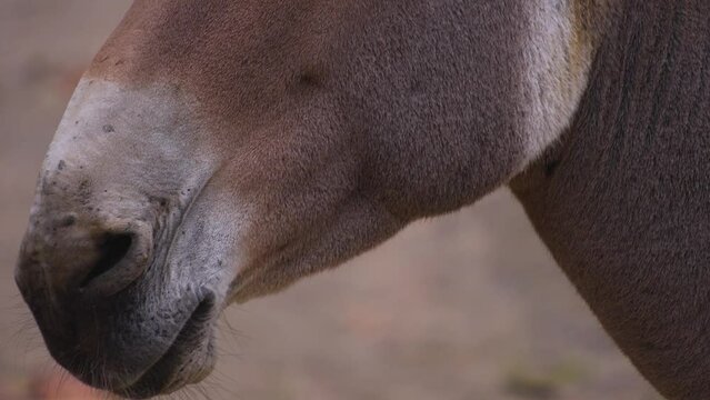 Somalian Bilder – Durchsuchen 5,785 Archivfotos, Vektorgrafiken und ...
