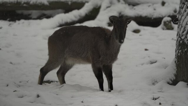 "Himalayan Tahr" Images – Browse 317 Stock Photos, Vectors, and Video ...