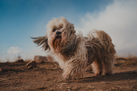 Windy Dog Images – Browse 4,279 Stock Photos, Vectors, and Video ...