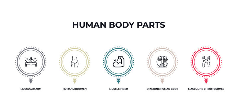 Imágenes de "Human Abdomen": descubre bancos de fotos, ilustraciones ...