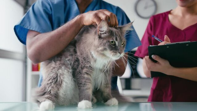 "Vet Tech" Images – Parcourir 909 le catalogue de photos, vecteurs et vidéos | Adobe Stock
