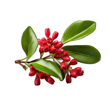 Spiceberry Images – Parcourir 3,561 le catalogue de photos, vecteurs et ...