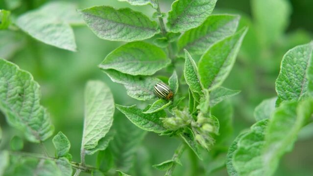 "Potato Bug" Images – Parcourir 13,199 le catalogue de photos, vecteurs ...