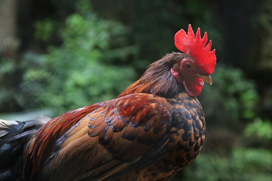 "Red Rooster" Images – Browse 4,413 Stock Photos, Vectors, and Video ...