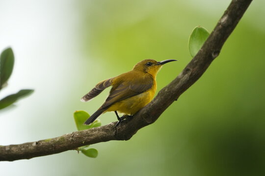 "Yellow-Bellied Sunbird" Images – Browse 2,366 Stock Photos, Vectors ...