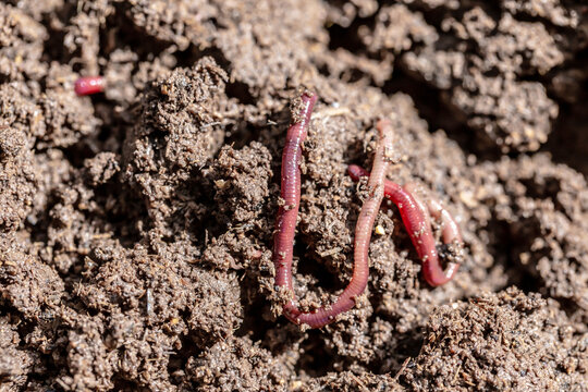 「Anguine」の写真素材 | 975件の無料イラスト画像 | Adobe Stock